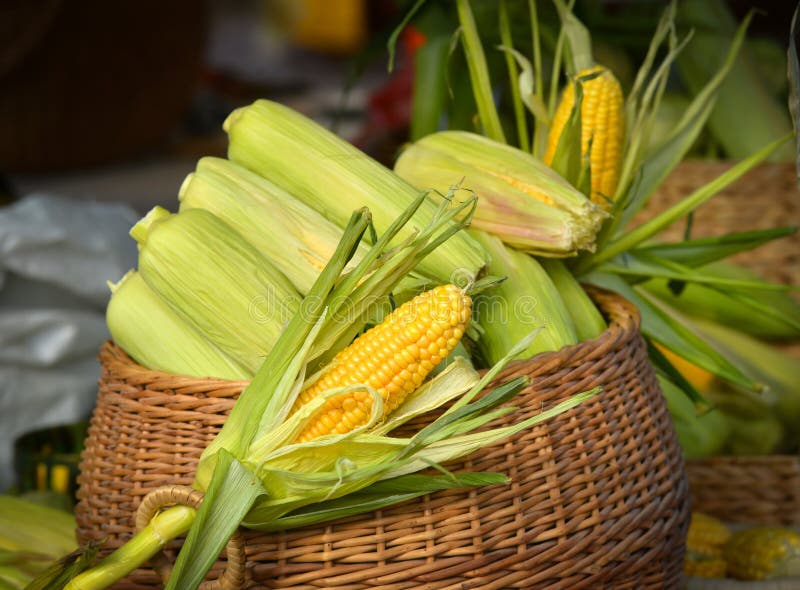 Corn in basket stock image. Image of nature, diet, seasonal - 47575203