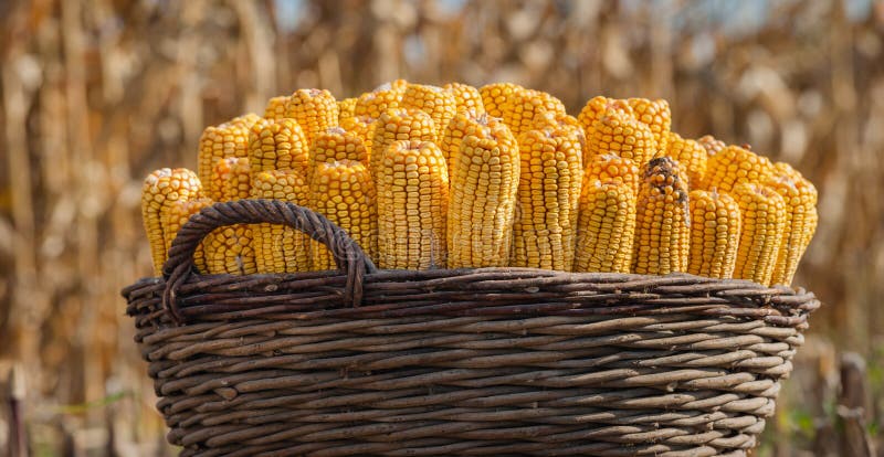 Corn in the basket stock image. Image of delicious, husked - 18284757