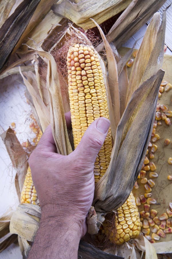 Corn Beans stock photo. Image of basic, corn, food, field - 31226316