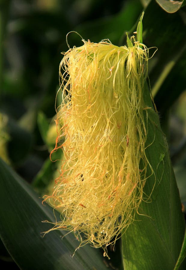 Corn beard stock image. Image of boys, aquatic, beauty - 130580147