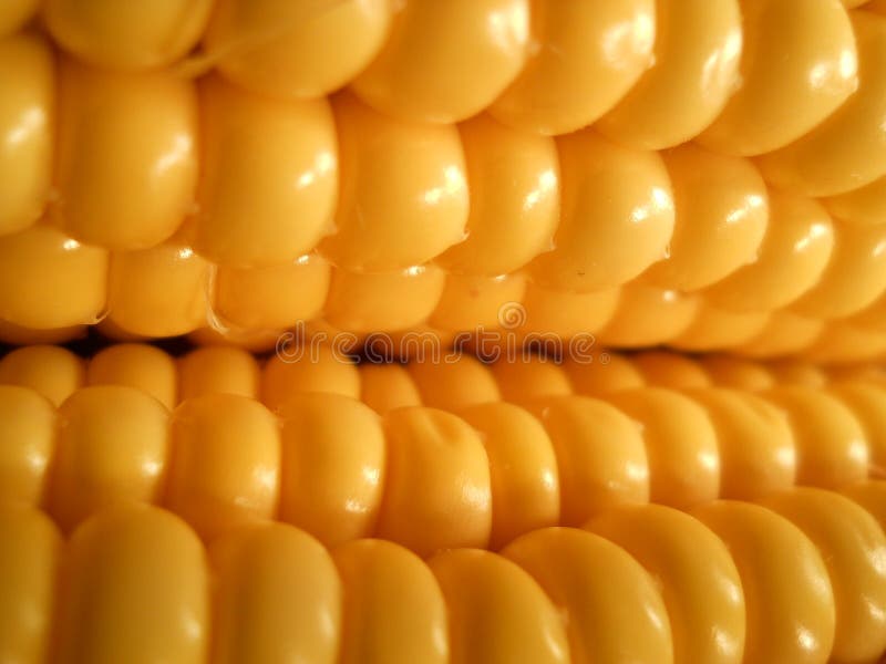 Corn stock photo. Image of corncob, green, corn, grain - 84246016