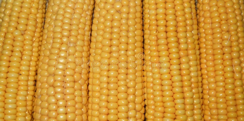 Corn stock photo. Image of corncob, green, corn, grain - 84246016