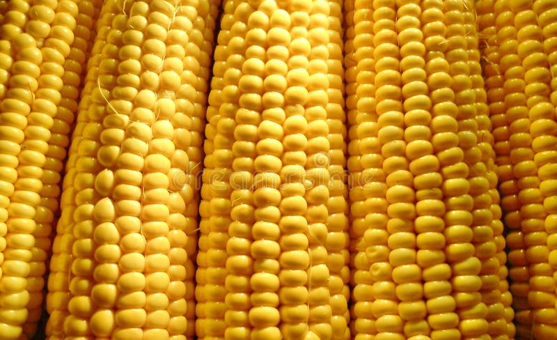 Corn stock photo. Image of corncob, green, corn, grain - 84246016