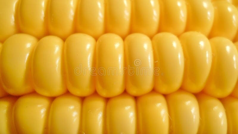 Corn stock image. Image of grain, farmer, crop, flour - 84248129
