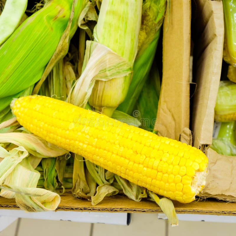 Corn stock image. Image of food, nutrition, maize, fresh - 57680549