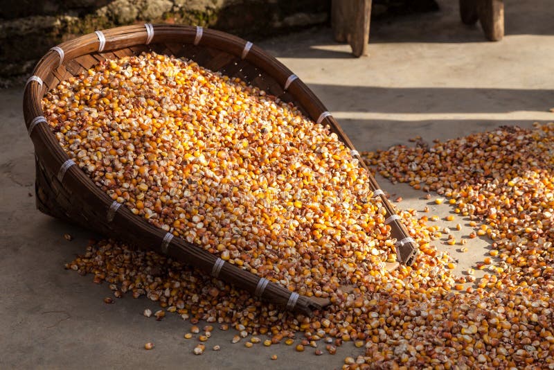 Corn Being Dried on the Ground Stock Photo - Image of nutrition, corn ...