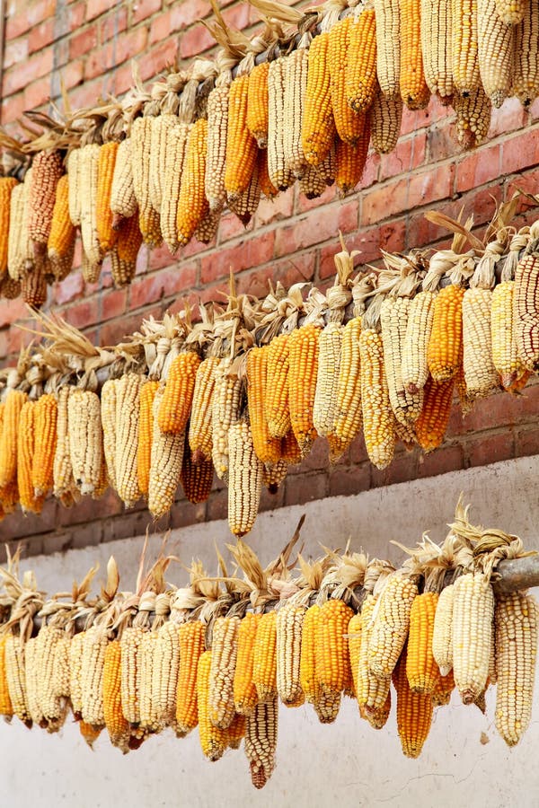 Corn Being Dried in the Sun Stock Image - Image of nutrition, ripe ...