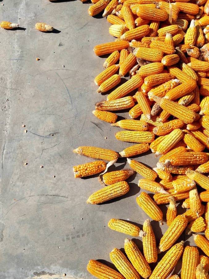 Corn Scattered on the Floor Stock Image - Image of produce, dried ...