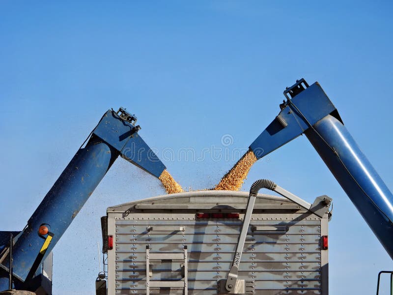 Corn Being Loaded into Transport Truck by Two Grain Wagons at the Same ...
