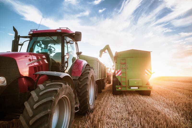 Corn Being Reloaded after Harvest for Transport To Granary Stock Photo ...