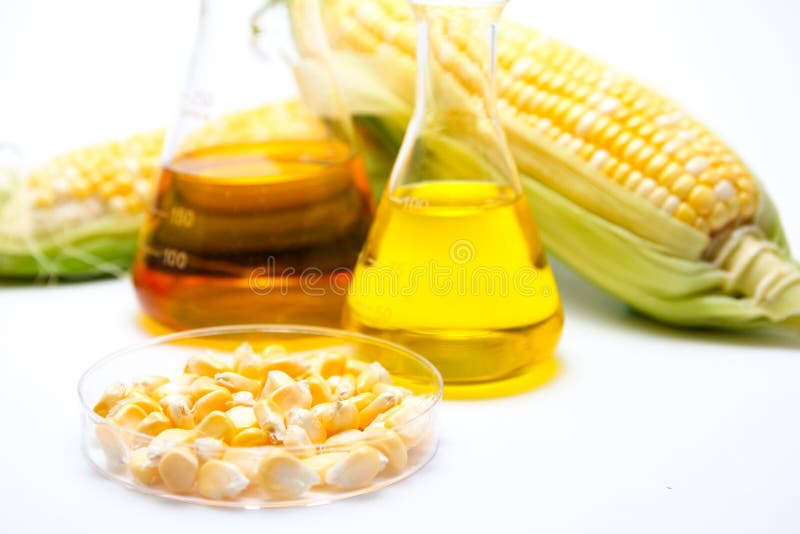Corn biofuel stock image. Image of biotechnology, laboratory - 36036813