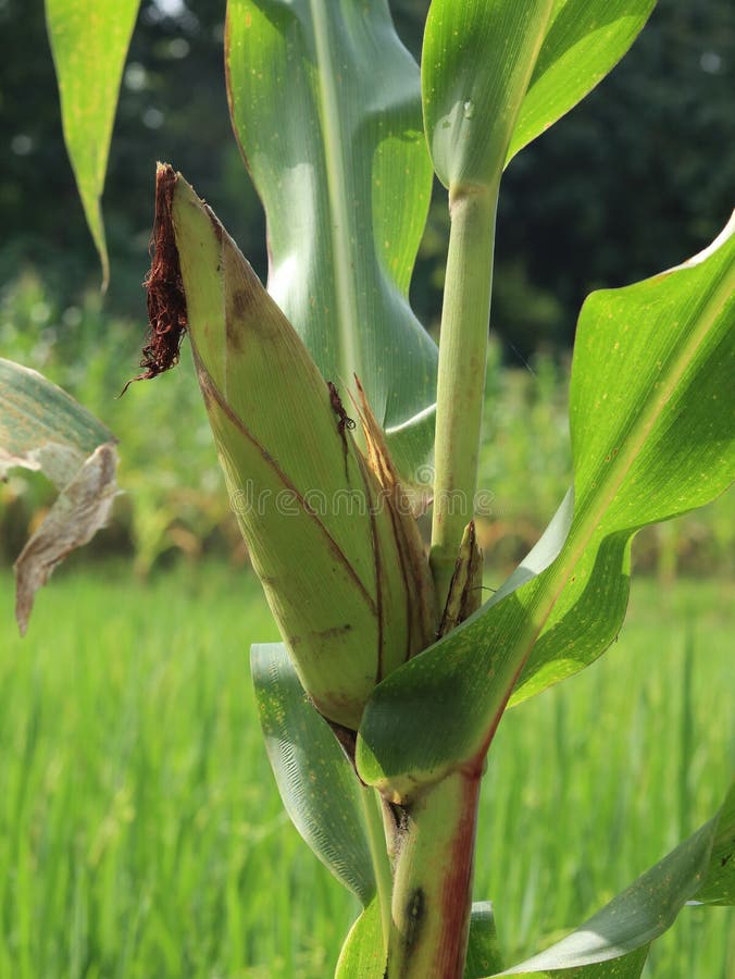 Corn Blooms on the Branches Stock Photo - Image of corn, crop: 241465354