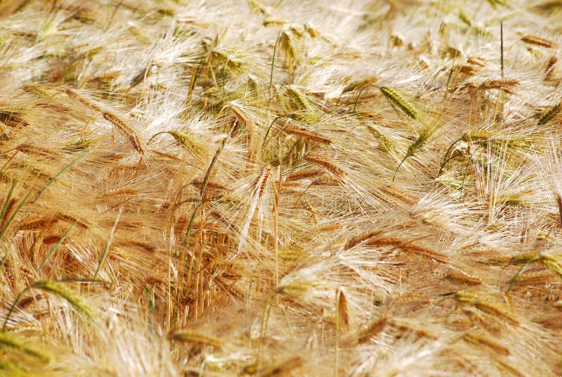 Corn blowing in thw wind stock image. Image of summer - 5572487