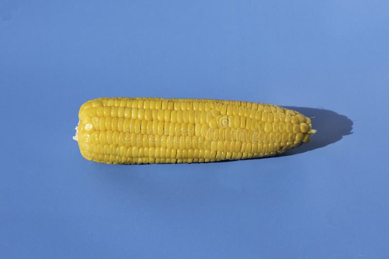 Corn on blue background stock image. Image of corn, grain - 107853403