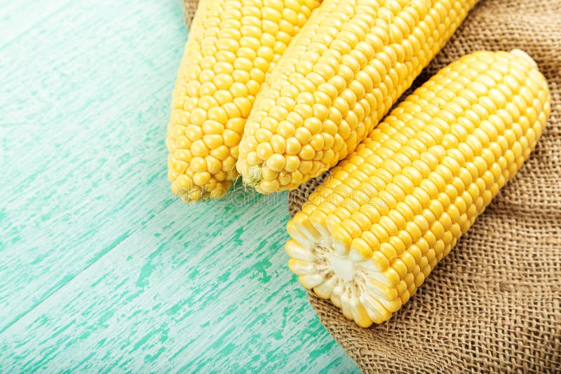 Corn on a blue background stock photo. Image of husk - 88888390
