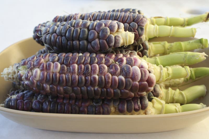 Corn Bowl stock image. Image of food, holidays, plant - 45104879