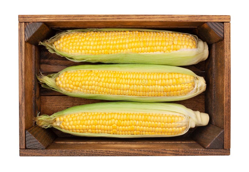 Corn in a box stock photo. Image of yellow, wooden, vegetables - 262872954