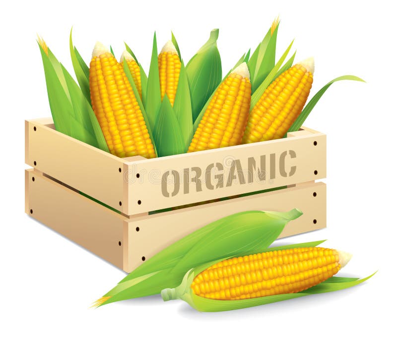 Corn Box Vector Illustration. Stock Vector - Illustration of yellow ...