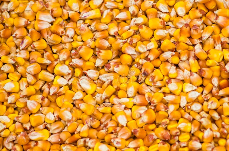 Corn stock photo. Image of crop, small, little, fresh - 46838272