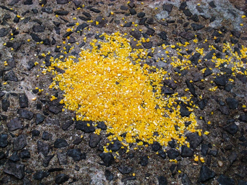 Corn broken rice grains stock photo. Image of seasoning - 67227910