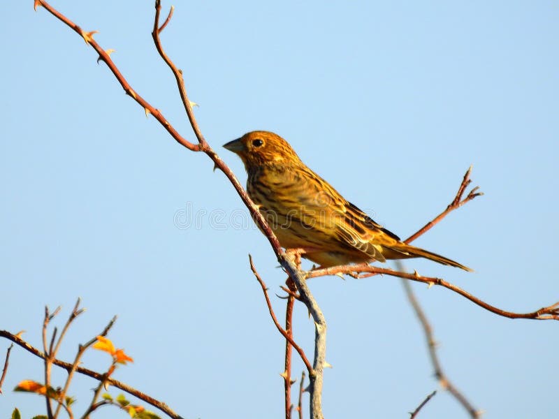 Corn bunting bird stock photo. Image of wildlife, beautiful - 117344288