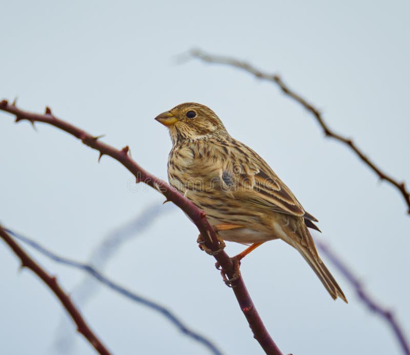 Corn bunting bird stock image. Image of birdwatching - 271829639