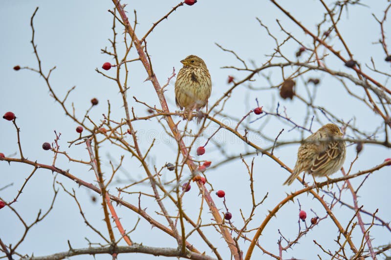 Corn bunting bird stock photo. Image of birdwatching - 271829648