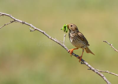 Corn bunting on branch stock image. Image of birdwatching - 16774799