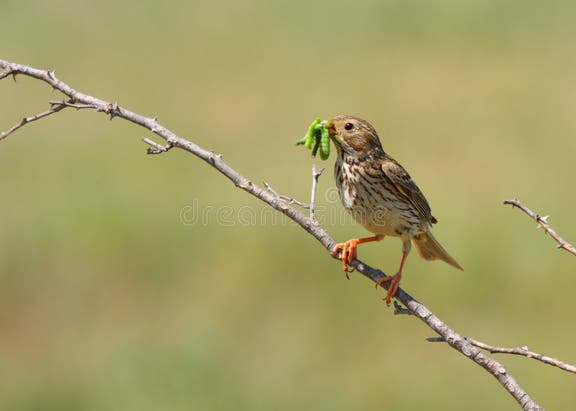 Corn bunting on branch stock image. Image of birdwatching - 16774799