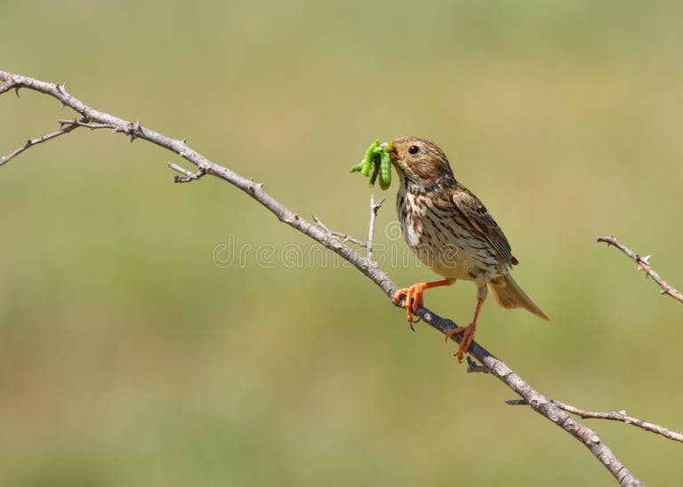 Corn bunting on branch stock image. Image of birdwatching - 16774799