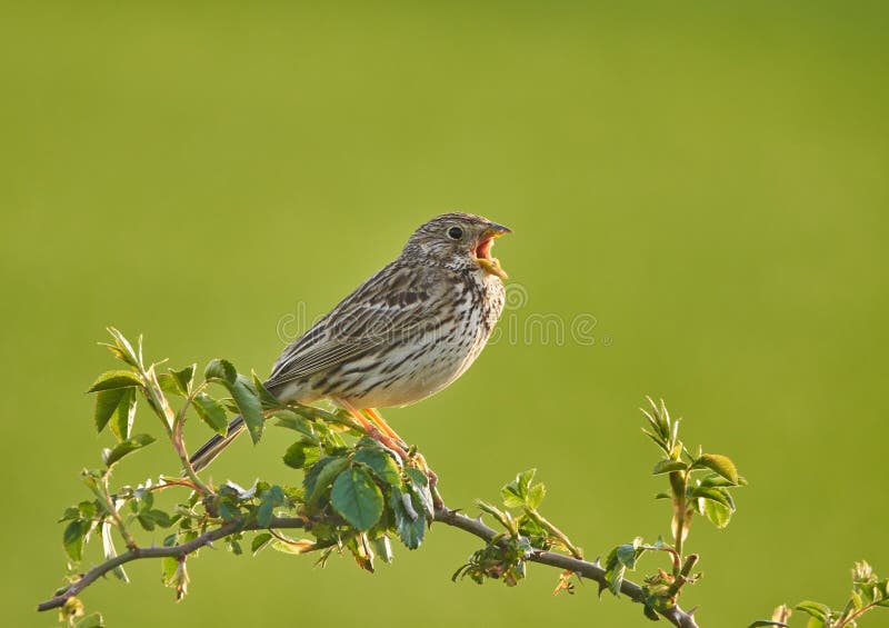 Corn bunting on a bush stock photo. Image of avian, beak - 91955052