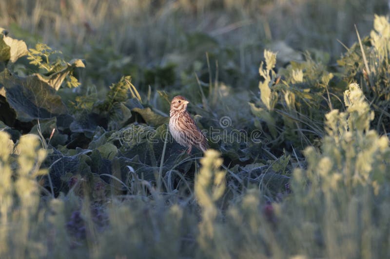 Corn Bunting, Emberiza Calandra Stock Photo - Image of bunting, aves ...