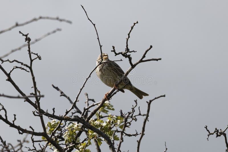 Corn Bunting, Emberiza Calandra Stock Photo - Image of garden ...