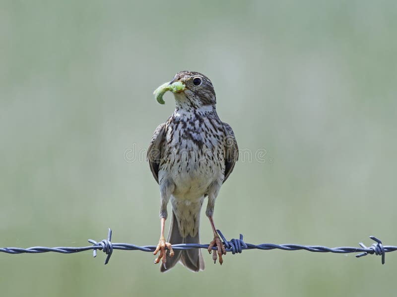 Corn Bunting Emberiza Calandra Stock Photo - Image of animal, fauna ...