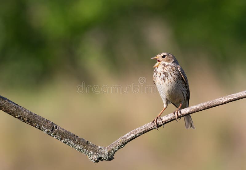 Corn Bunting, Emberiza Calandra. the Male Sings while Sitting on a ...