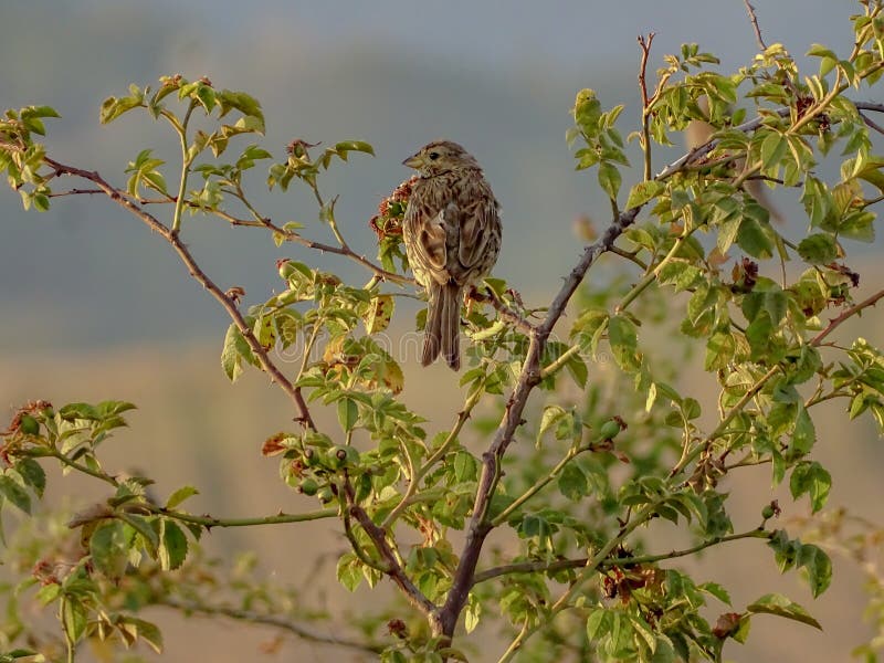 Corn Bunting Emberiza Calandra, Perched on a Tree Branch Stock Image ...