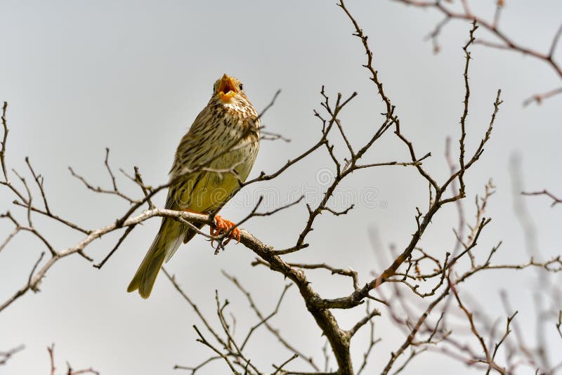 Corn Bunting Emberiza Calandra Resting on a Branch in His Habitat Stock ...