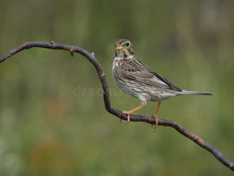 Corn Bunting, Emberiza Calandra Stock Image - Image of wildlife, single ...