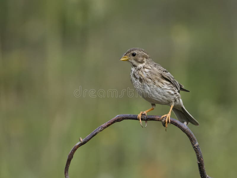 Corn Bunting, Emberiza Calandra Stock Image - Image of single, wildlife ...