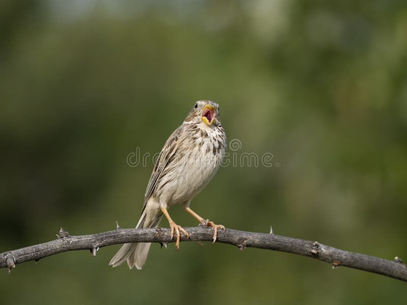 Corn Bunting, Emberiza Calandra Stock Image - Image of calandra ...