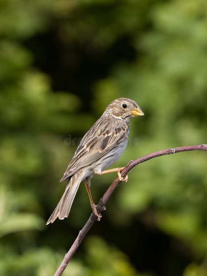 Corn Bunting, Emberiza Calandra Stock Photo - Image of wildlife ...