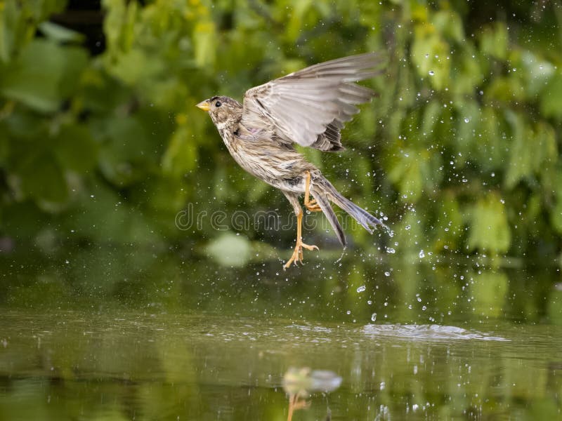 Corn Bunting, Emberiza Calandra Stock Image - Image of fauna, flight ...