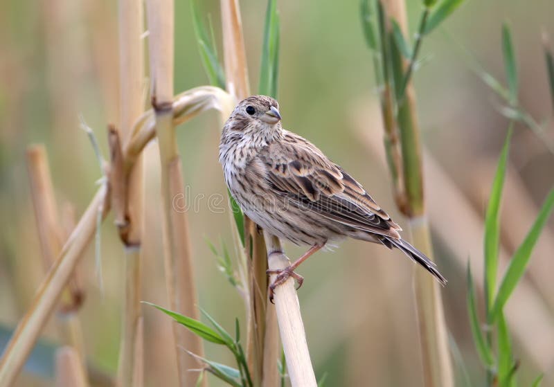 The Corn Bunting Emberiza Calandra Sits on the Reed Stock Photo - Image ...