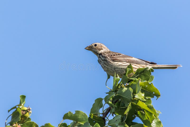 Corn Bunting Emberiza Calandra Stock Image - Image of branches, branch ...