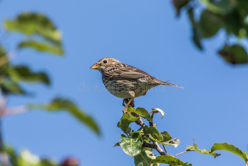 Corn Bunting Emberiza Calandra Stock Image - Image of nature, bush ...