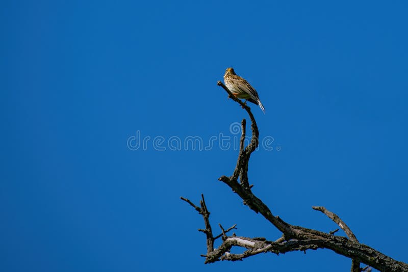 Corn Bunting Emberiza Calandra on the Tree Branch Stock Photo - Image ...