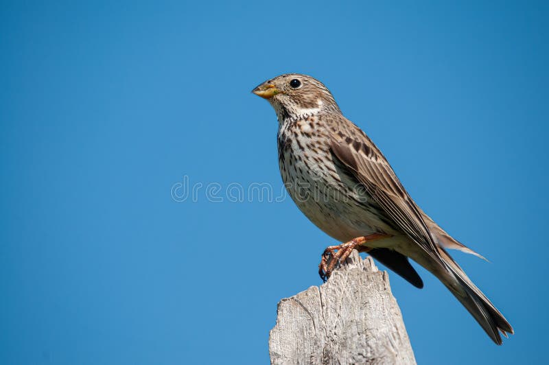 Corn Bunting (Emberiza Calandra) on a Tree Stump. Stock Photo - Image ...