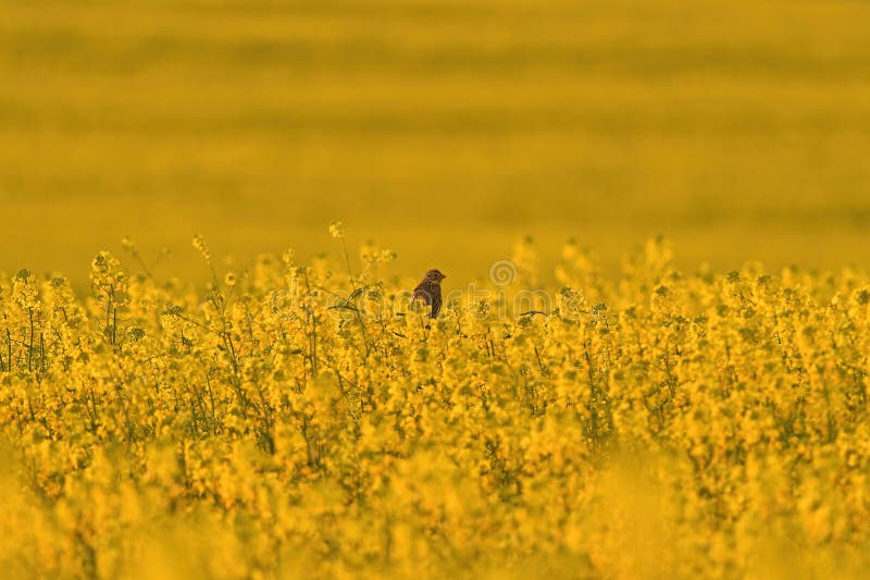 Corn Bunting (Emberiza Calandra) on Yellow Coloured Canola Plants Stock ...