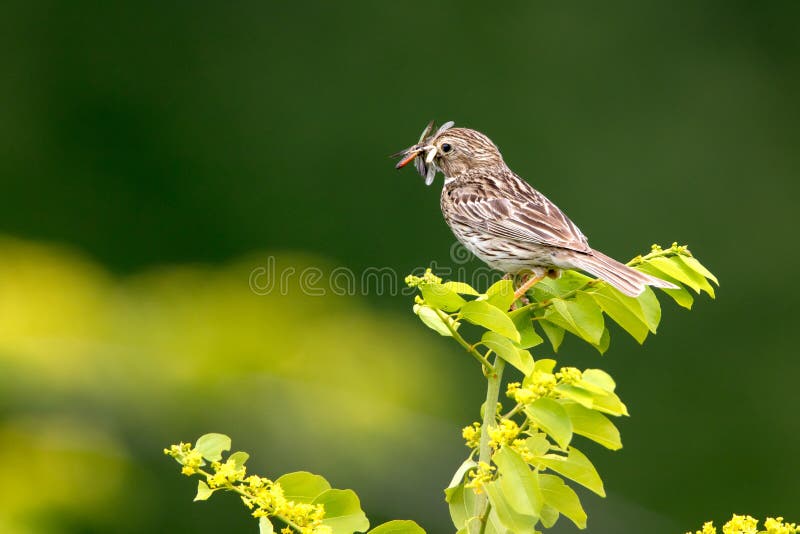 Corn Bunting (Miliaria Calandra) Eating on a Branch Stock Image - Image ...