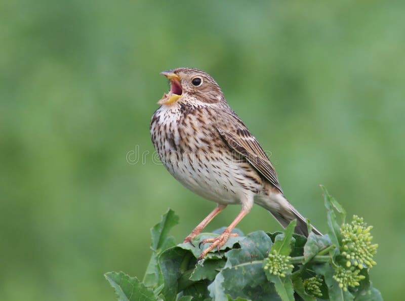Corn Bunting ( Miliaria Calandra ) Singing Stock Photo - Image of sound ...